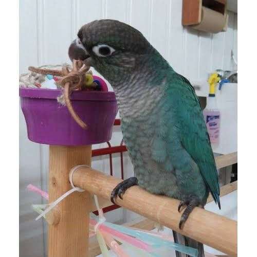 Birds Now - Birds and Parrots for Sale and Adoption
