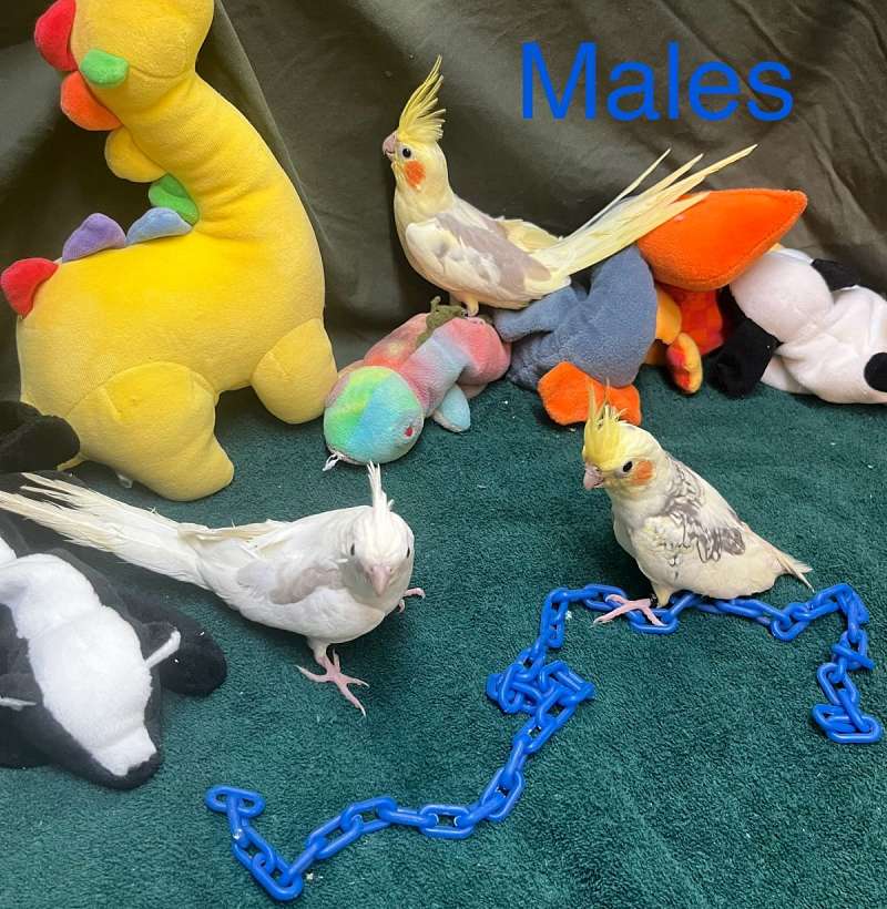 Cockatiels-all DNA’d, makes and females, sweet!